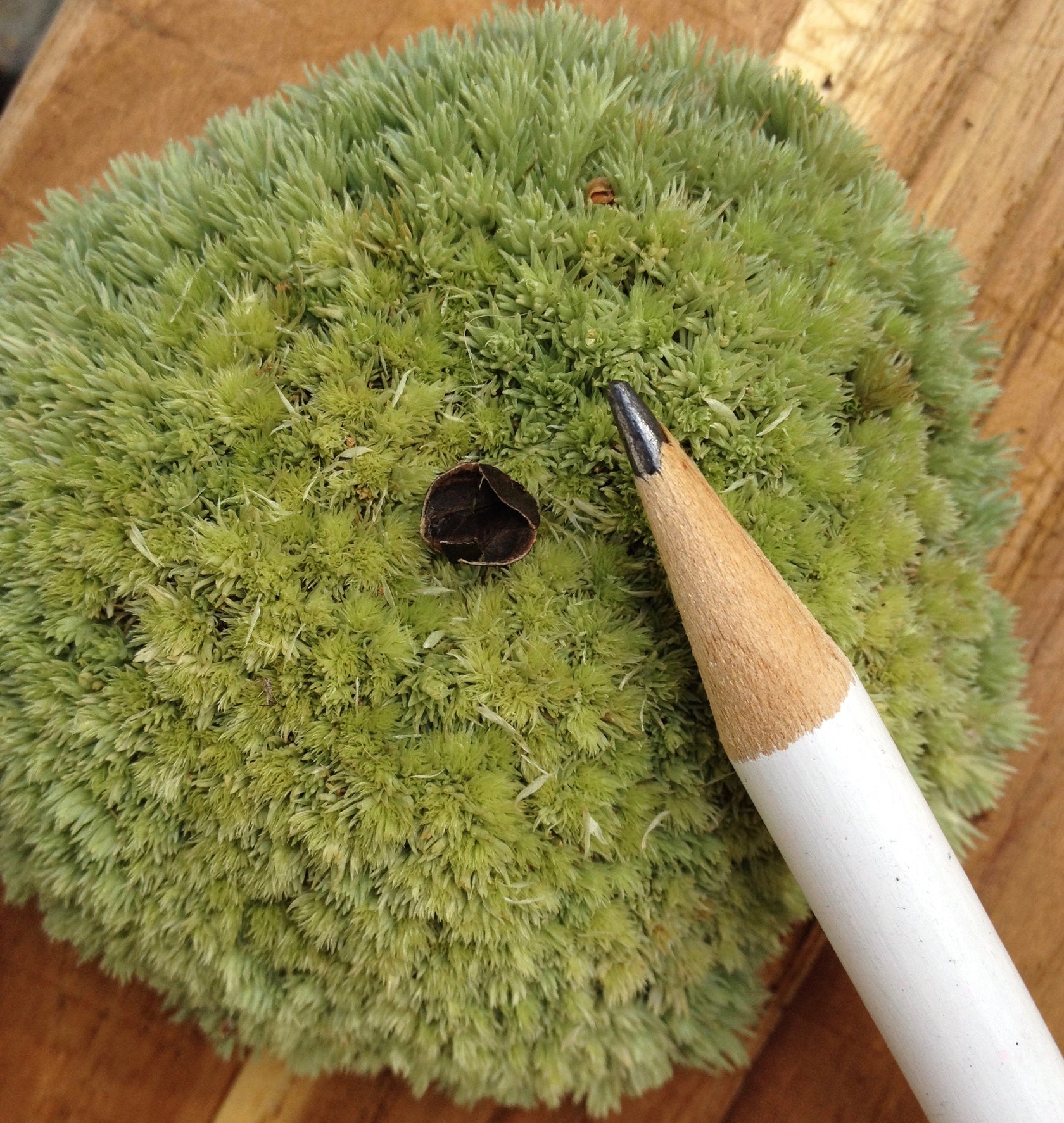 Certified Organic Buckwheat Hulls - Bulk – Open Your Eyes Bedding